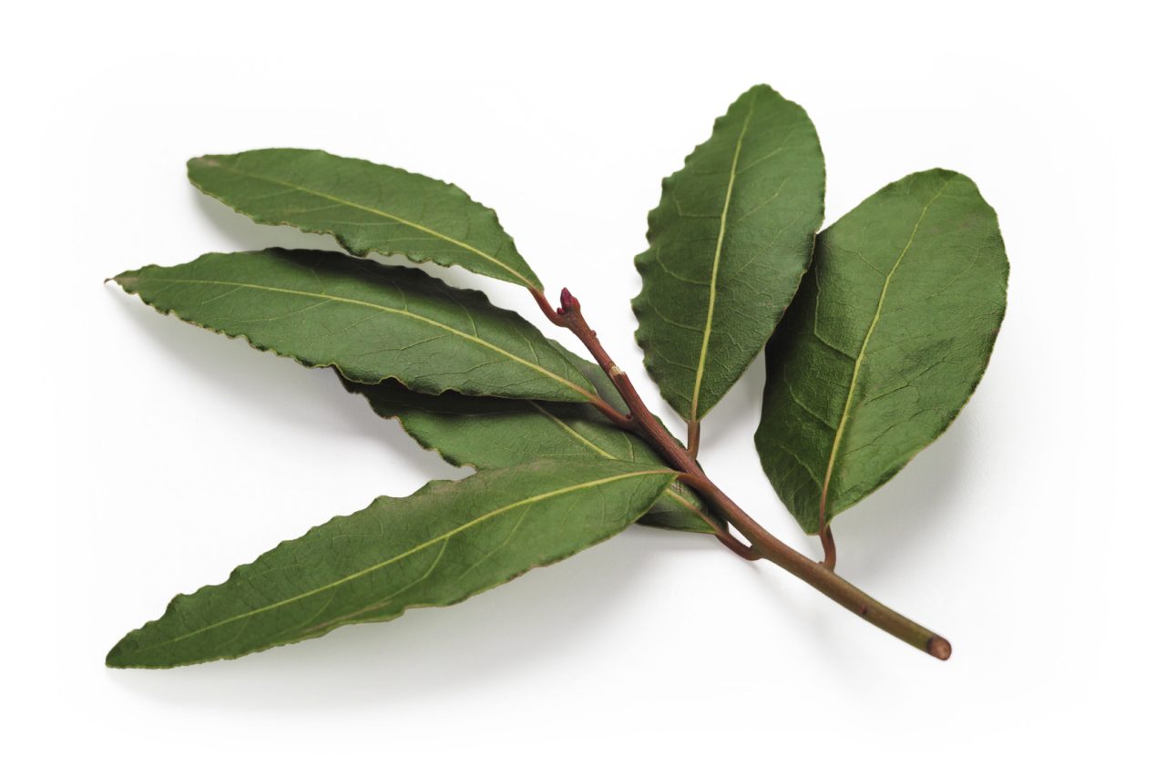 LAUREL LEAF - LORBEERBLATT (LAURUS NOBILIS)